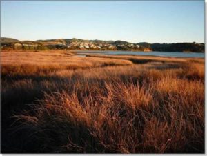 Saltmarsh – Guardians of Pāuatahanui Inlet