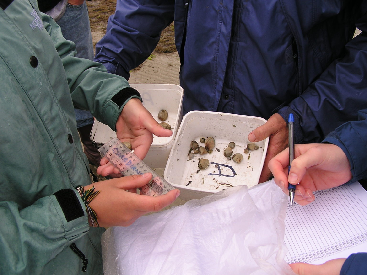 Cockle Surveys – Guardians of Pāuatahanui Inlet