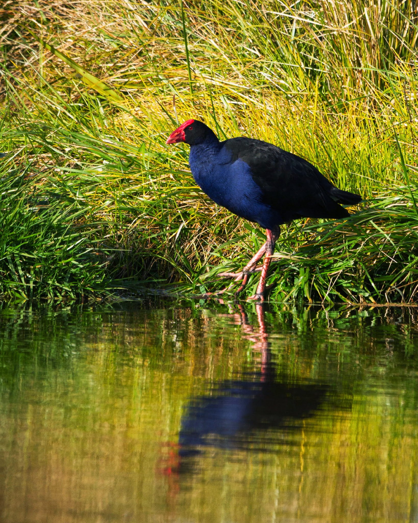 Pukeko – Guardians of Pāuatahanui Inlet