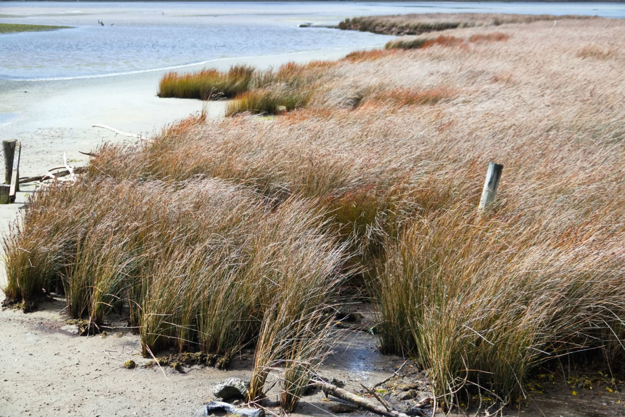 Saltmarsh Plants – Guardians of Pāuatahanui Inlet