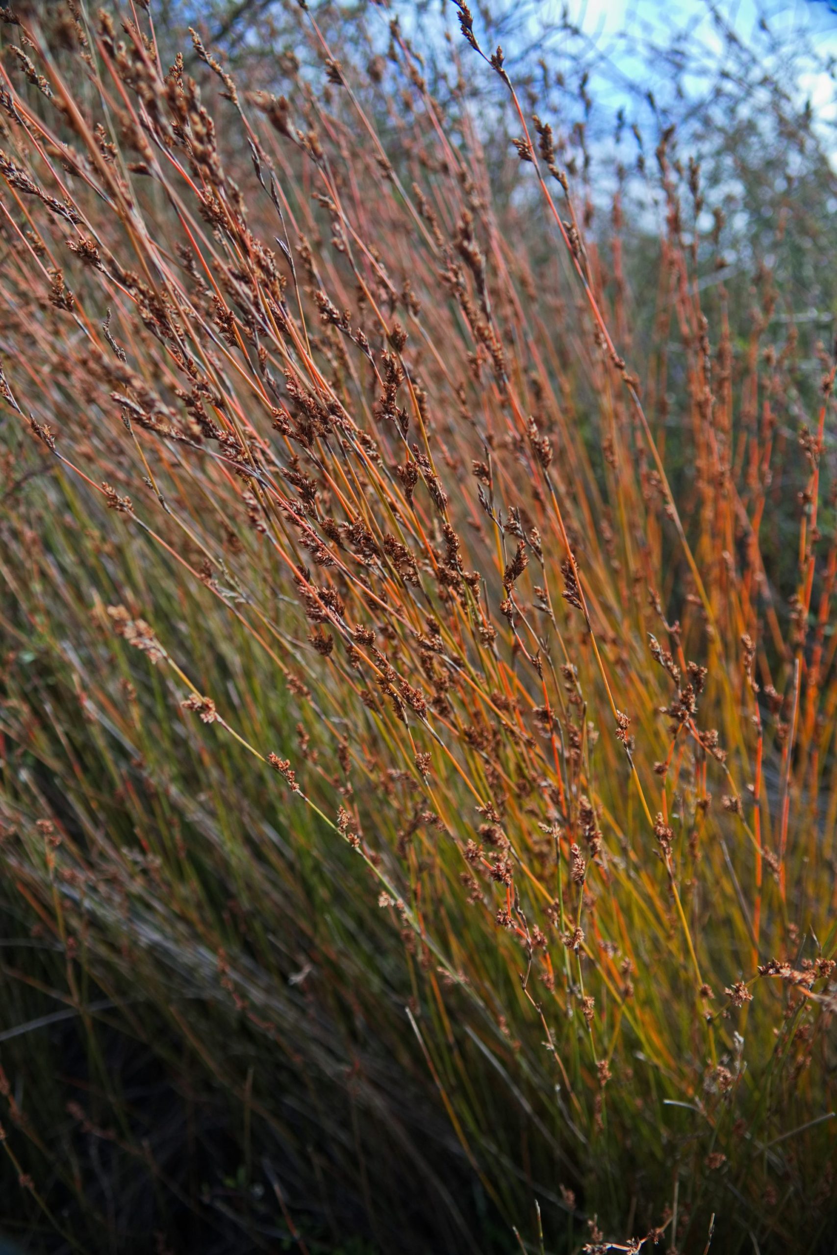 Saltmarsh Plants – Guardians of Pāuatahanui Inlet