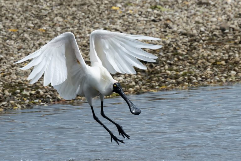 Royal Spoonbill – Guardians of Pāuatahanui Inlet